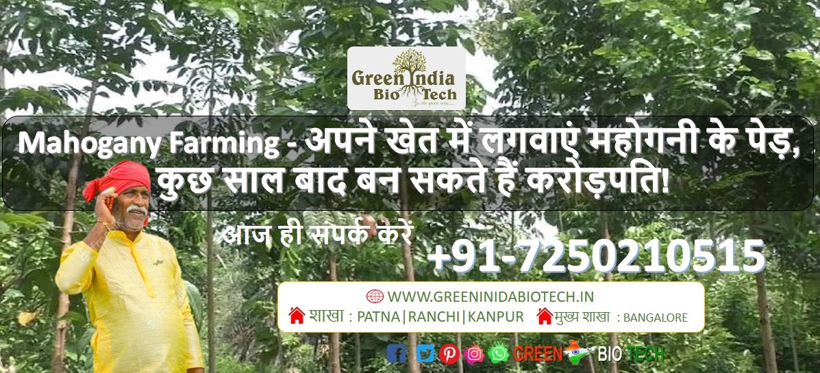 Mahogany Farming - अपने खेत में लगवाएं महोगनी के पेड़, कुछ साल बाद बन ...