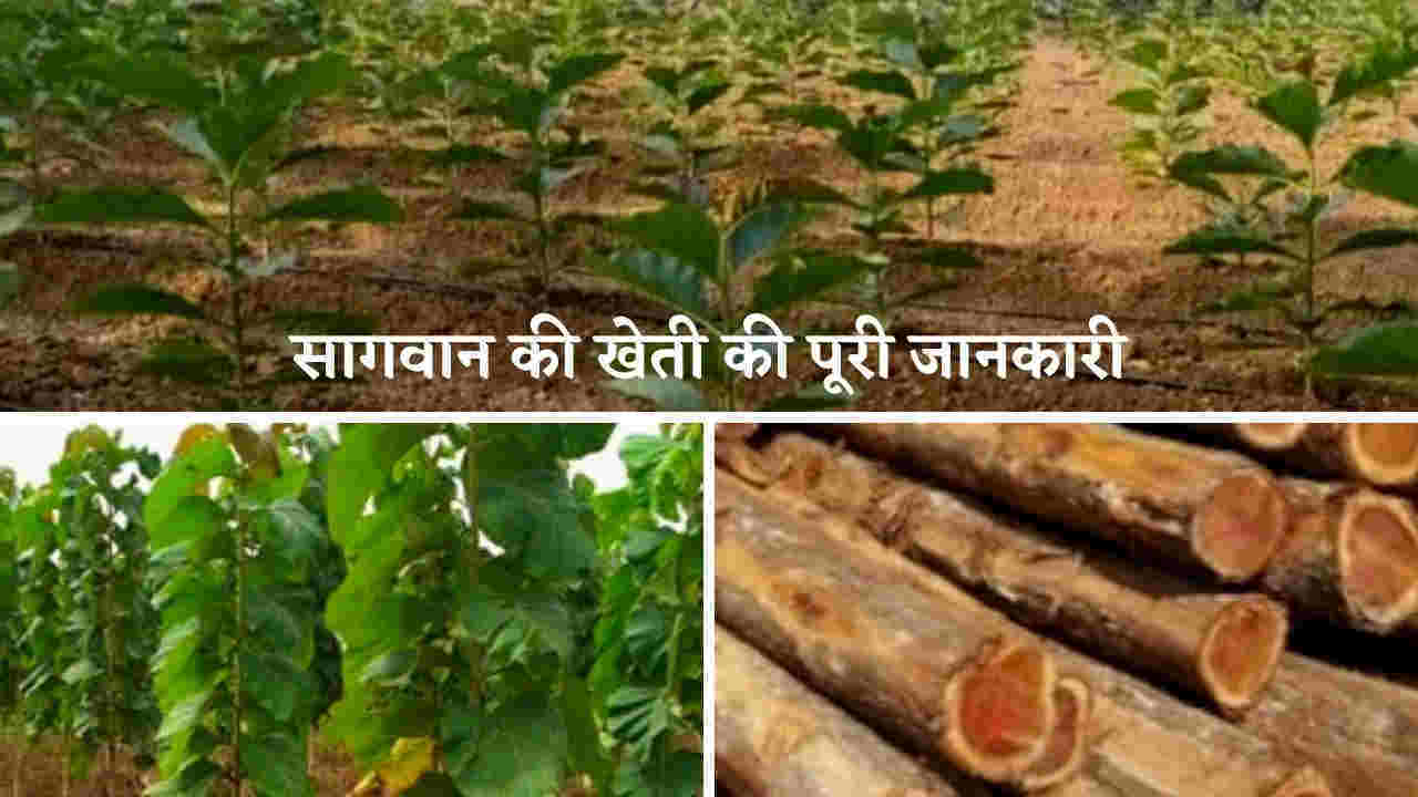 सागवान की खेती कैसे की जाती है | सागवान के पौधे कैसे तैयार करें ...