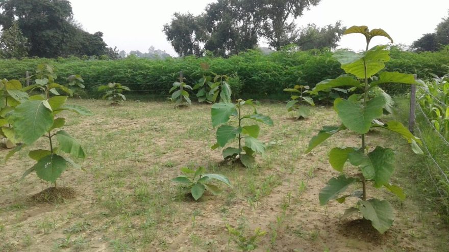 सागवान पौधा लगाने के फायदे: लकड़ी का सुरक्षित और साकारात्मक निवेश