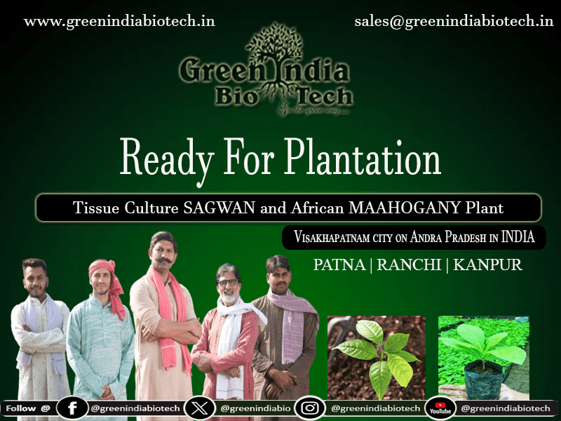 IG- Grow Better, Grow Greener with the Best Plant Nursery & Company